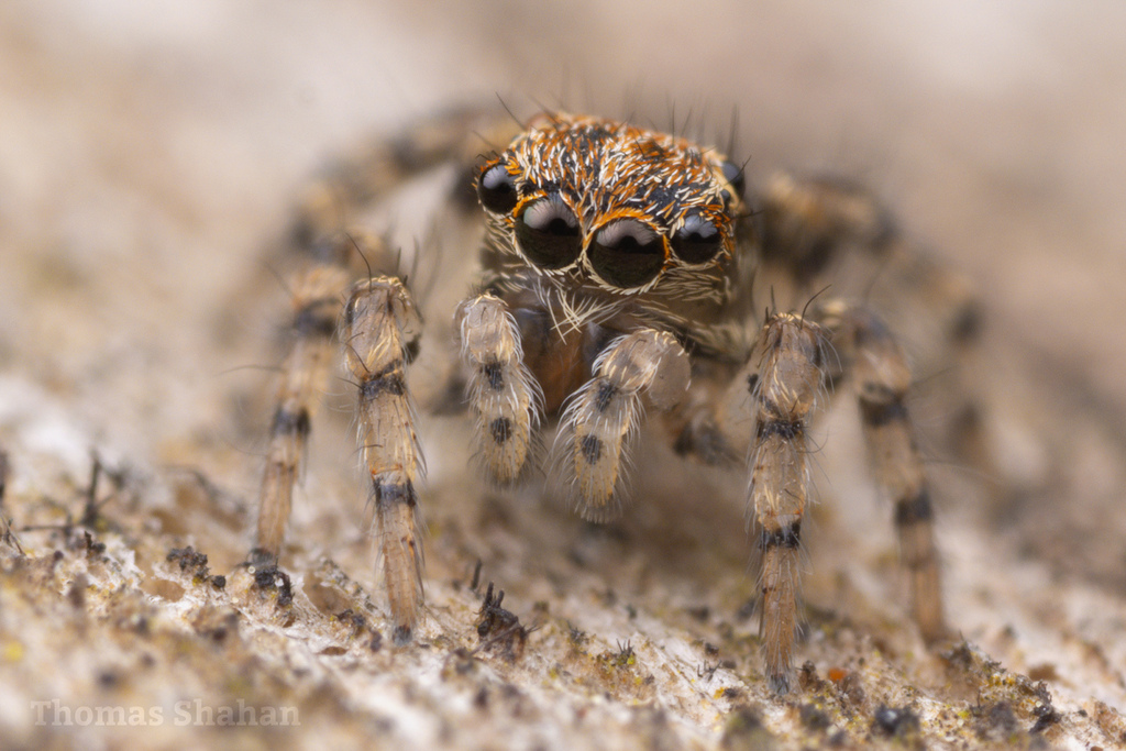 flea jumping spider in March 2023 by Thomas Shahan · iNaturalist