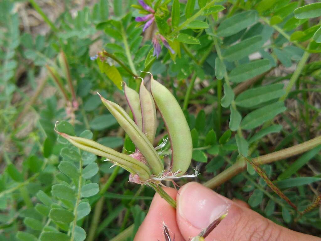 Lindheimer's Milkvetch (Astragalus lindheimeri) - Botanical Realm