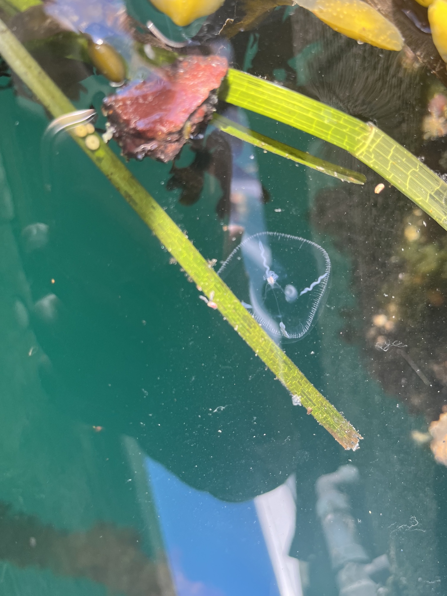 Eutonina indicans (Romanes, 1876)