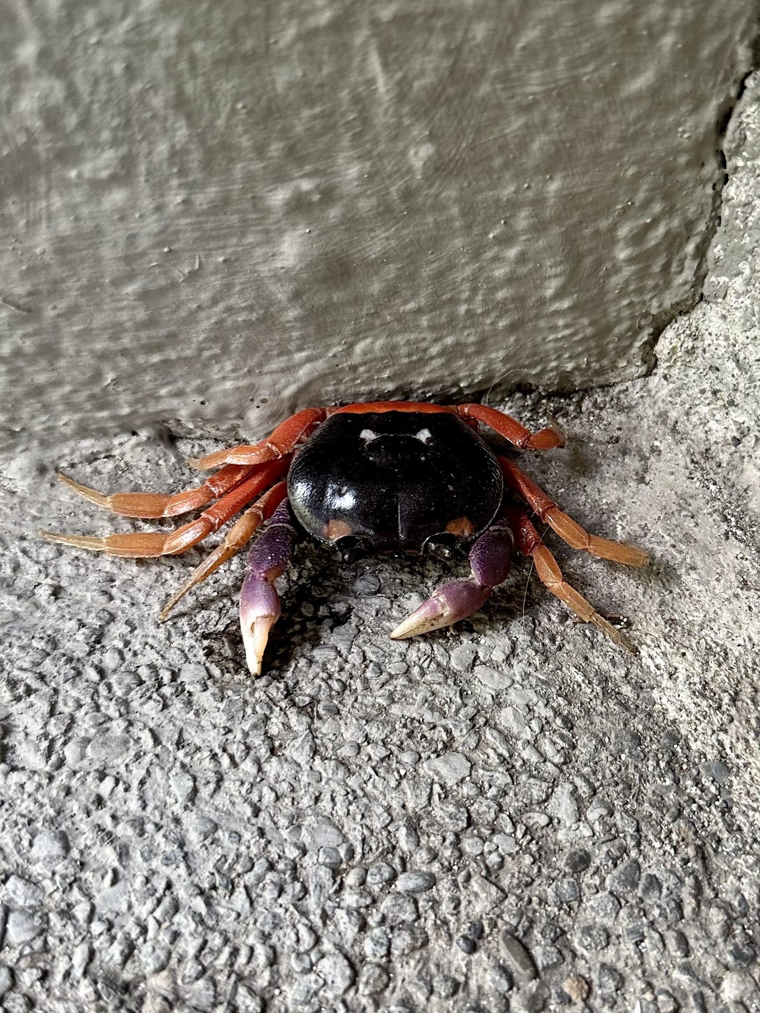 Gecarcinus quadratus de Saussure, 1853