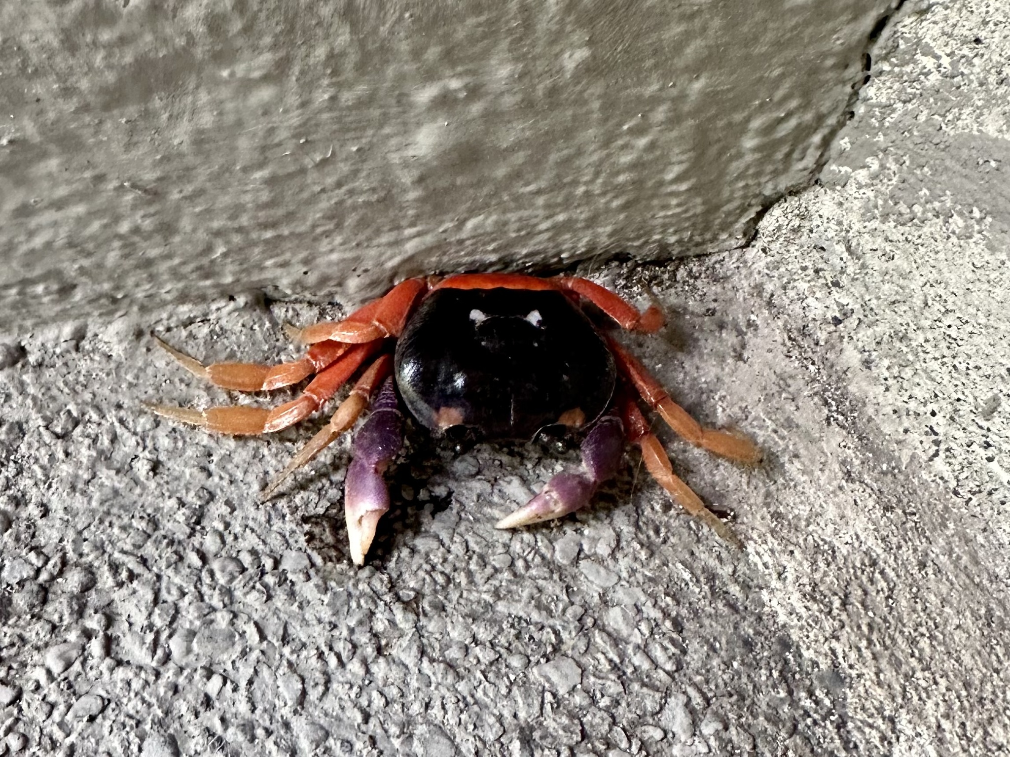 Gecarcinus quadratus de Saussure, 1853