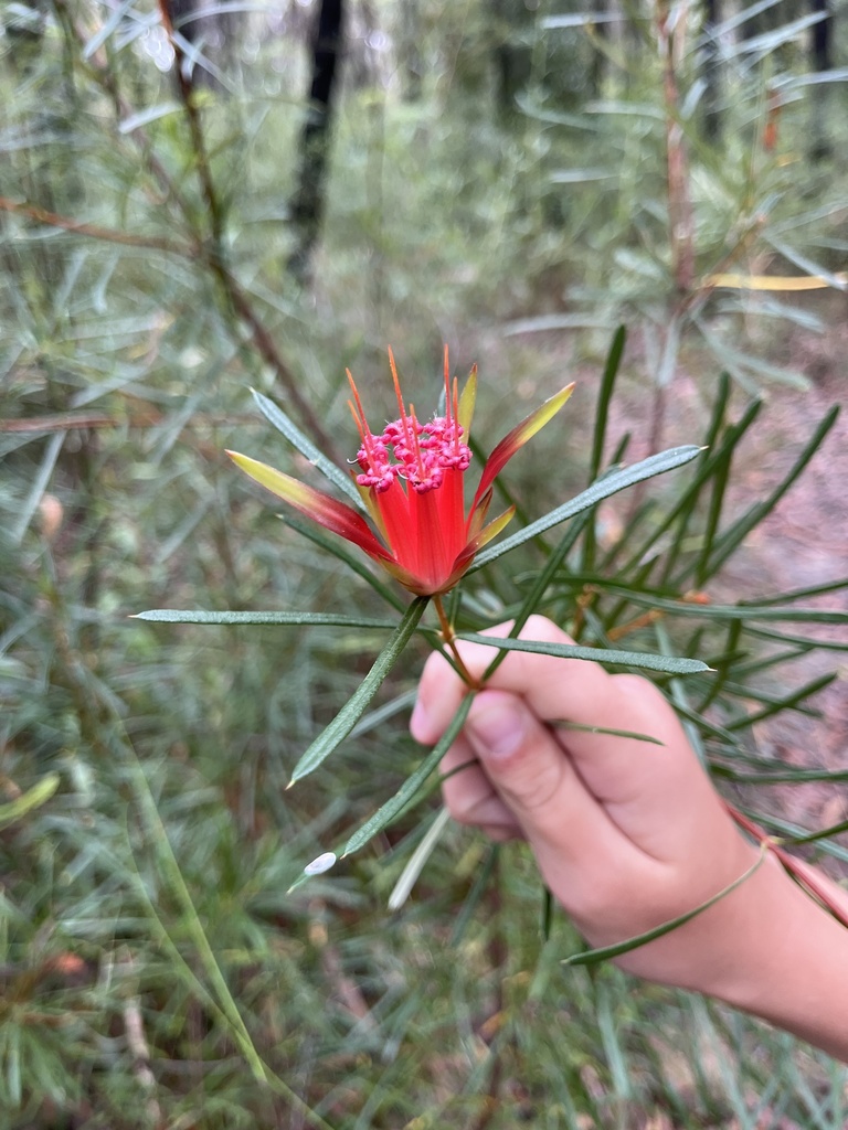 Mountain Devil from Green St, Ulladulla, NSW, AU on March 23, 2023 at ...