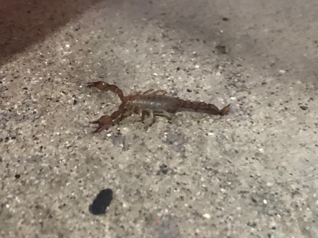 Devil Scorpions from 5a, Raúl Sánchez Díaz 1, Echeverria, 22703 ...