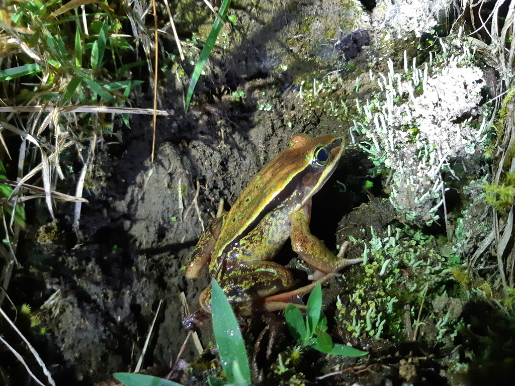 Green-eyed Frog in August 2018 by Emmanuel Rodríguez Rojas · iNaturalist