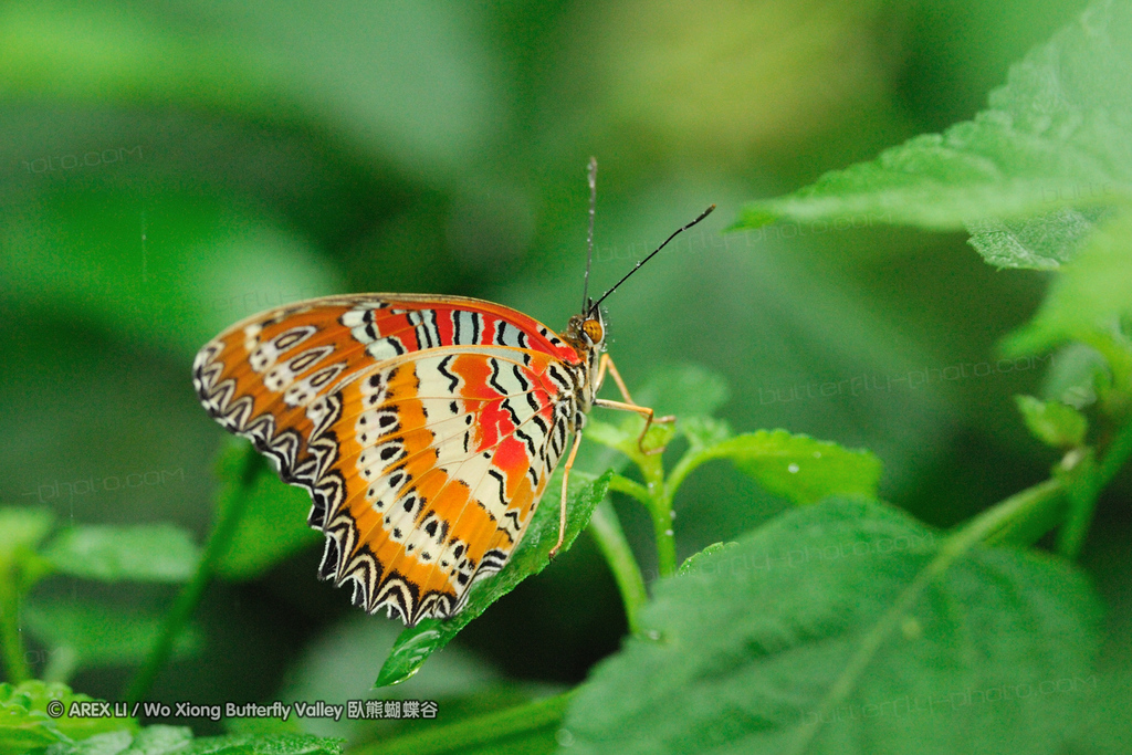 Red Lacewing Butterfly from Jinghong, Xishuangbanna Dai Autonomous ...