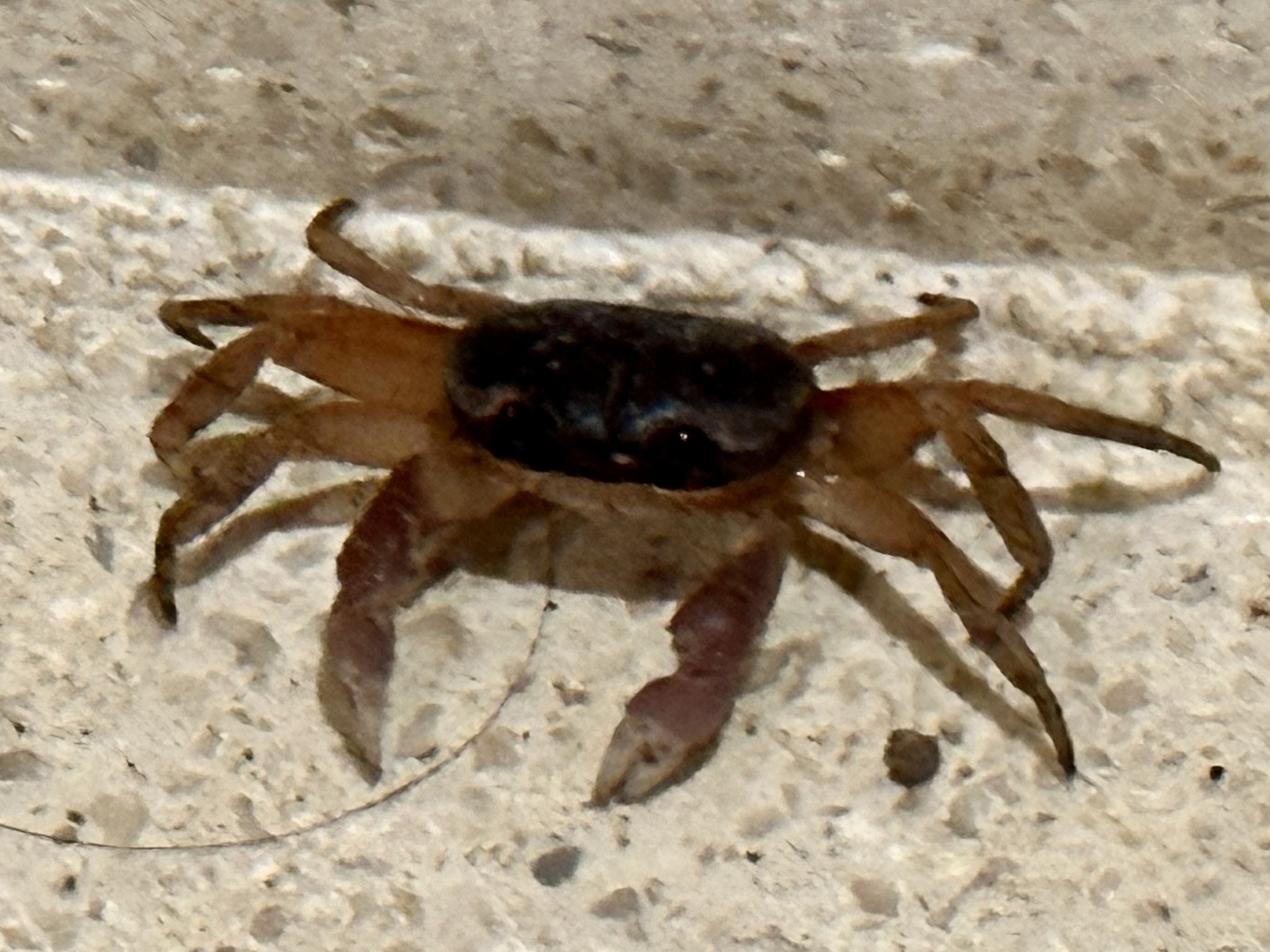Gecarcinus quadratus de Saussure, 1853