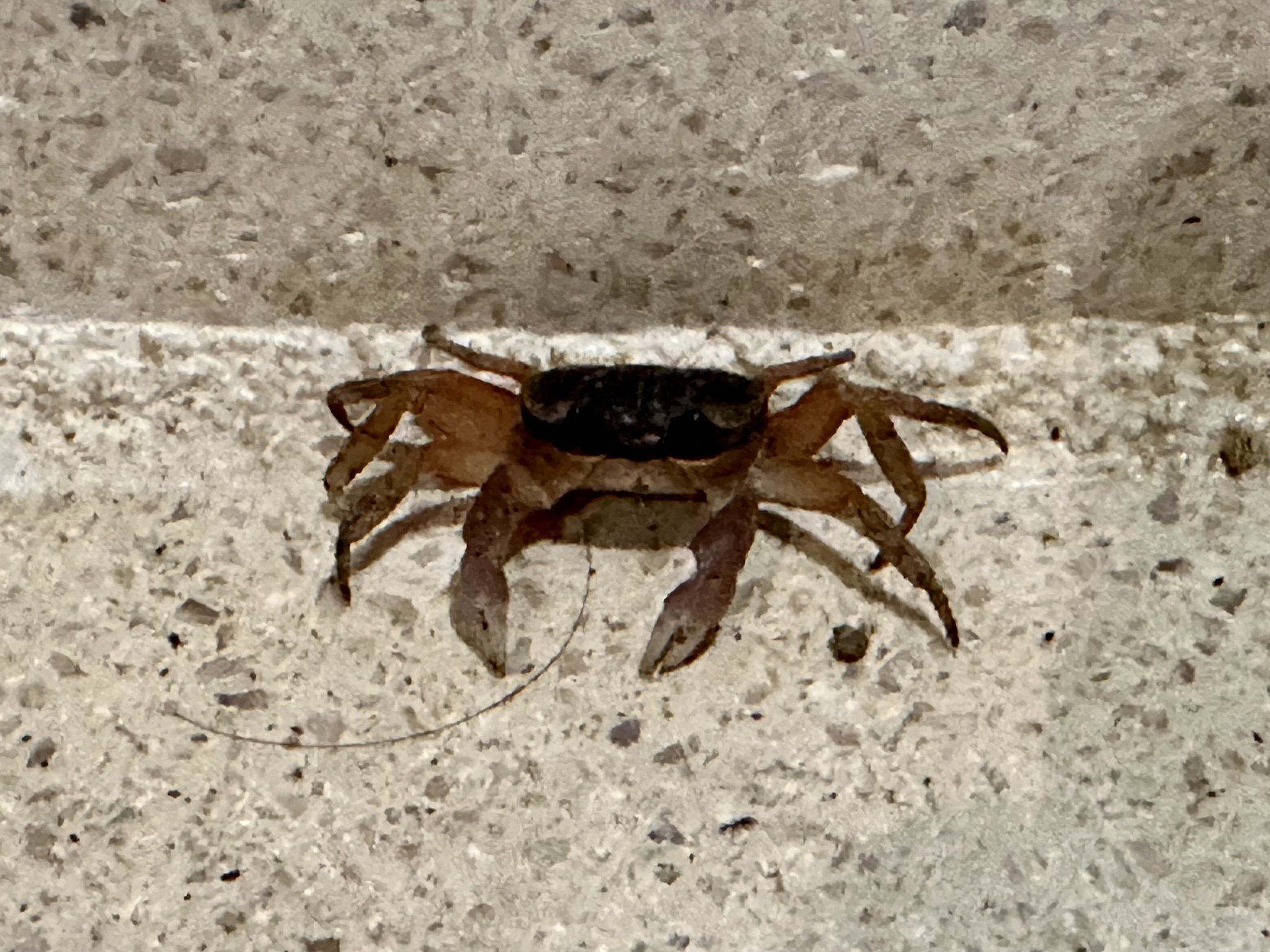 Gecarcinus quadratus de Saussure, 1853