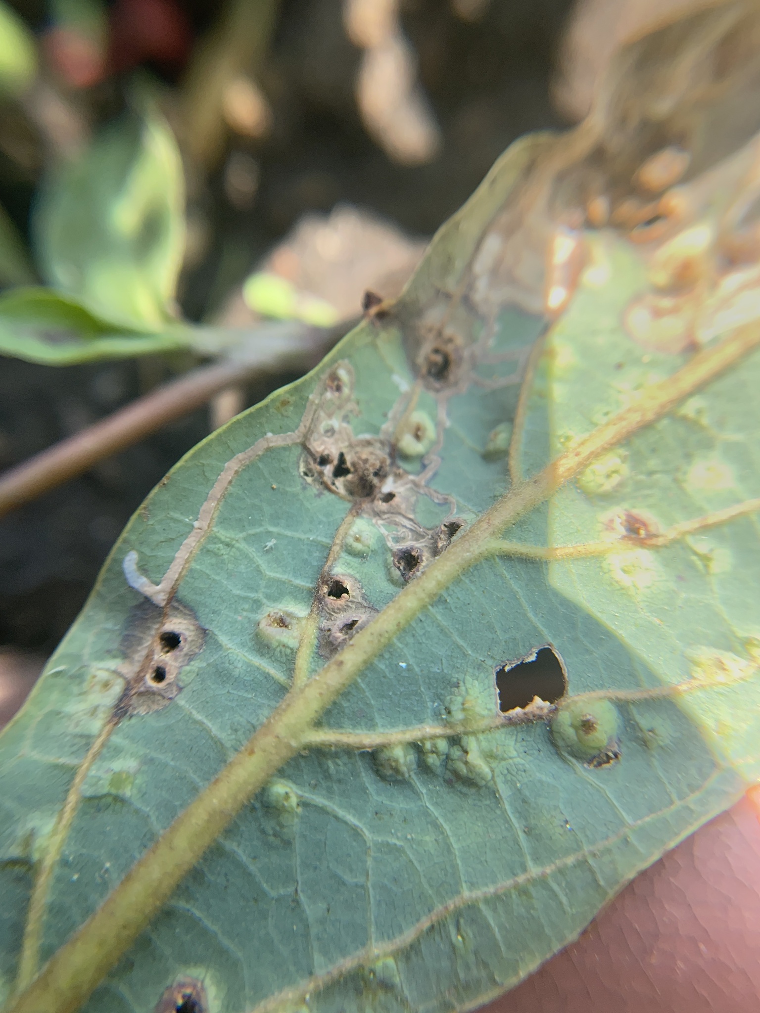 Trioza anceps Tuthill, 1944