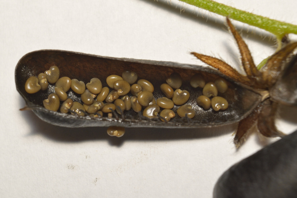 arrowhead rattlebox from 58410, Coeneo, MICH, MX on September 30, 2018 ...