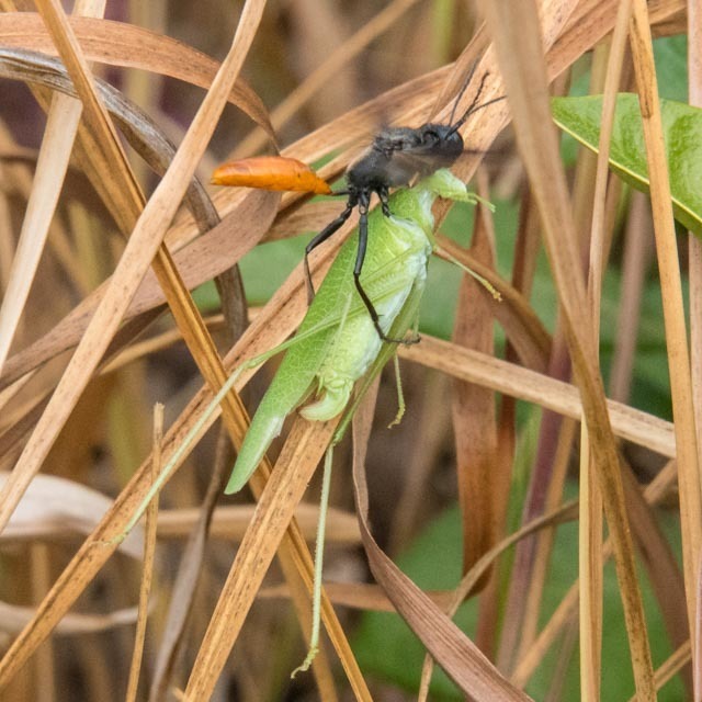 Sphex lucae from San Ramon, CA, USA on October 1, 2018 at 11:28 AM by ...