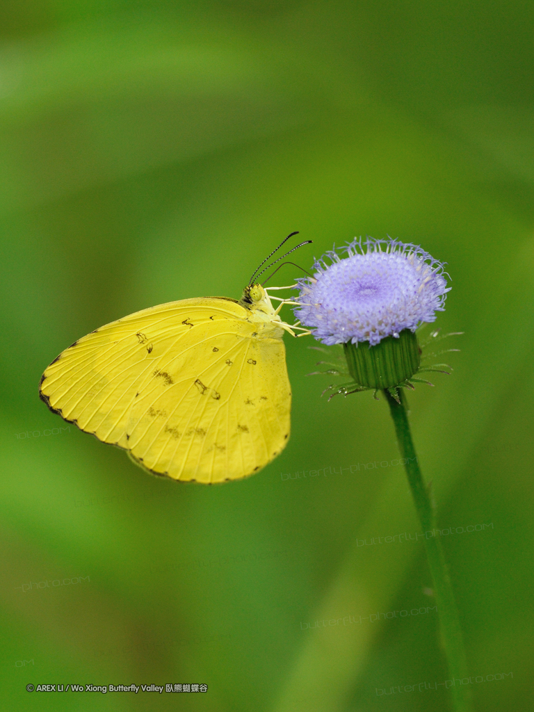 Three-spotted Grass Yellow from Jinghong, Xishuangbanna Dai Autonomous ...