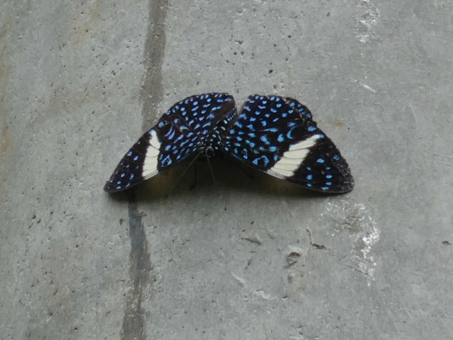 Hamadryas laodamia (Cramer, 1777)