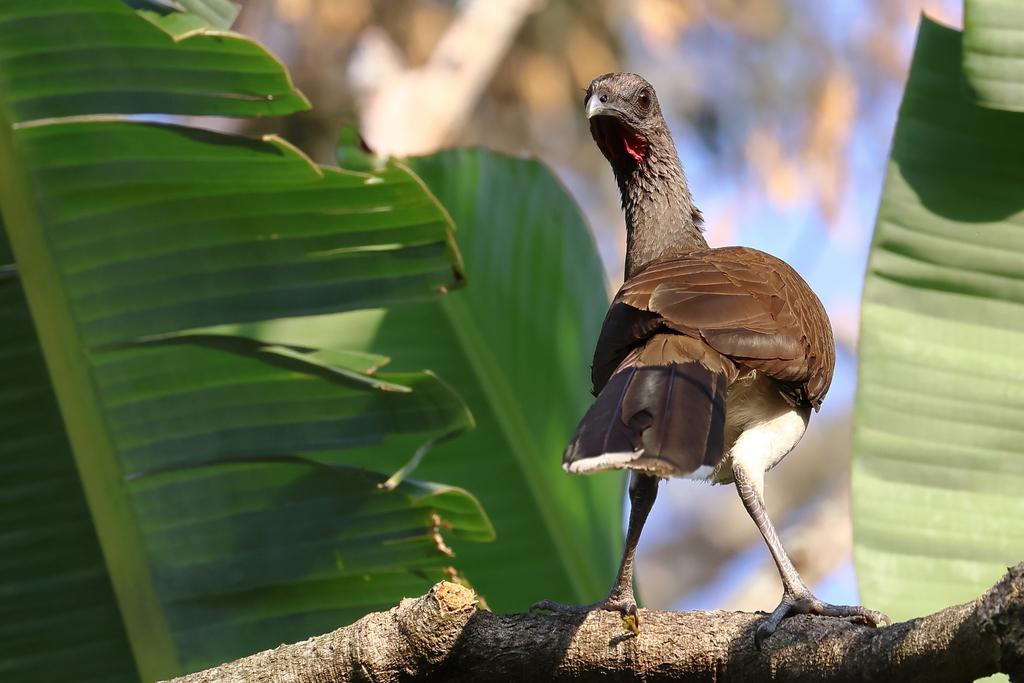 White-bellied Chachalaca from San Salvador, El Salvador on March 19 ...