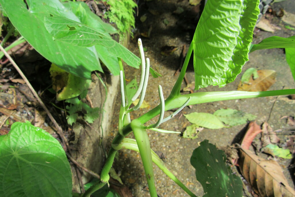 pariparoba from Norcasia, Caldas, Colombia on January 10, 2023 at 07:38 ...