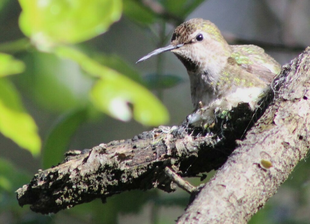 Anna's Hummingbird from Clairemont, San Diego, CA, USA on March 22 ...