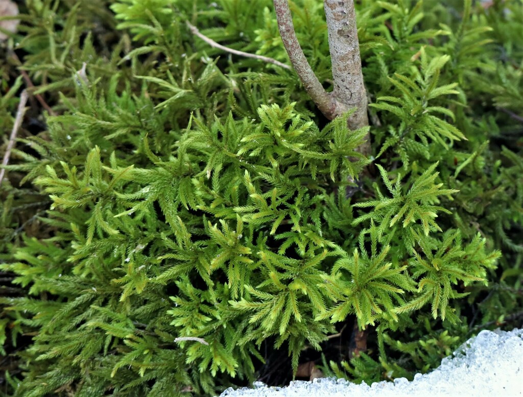 American Tree Moss from Belleville, ON, Canada on March 22, 2023 at 03: ...