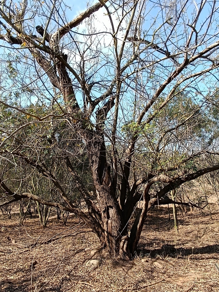 Kassod Tree from 433台灣台中市沙鹿區西勢里 on March 23, 2023 at 09:22 AM by Zin ...