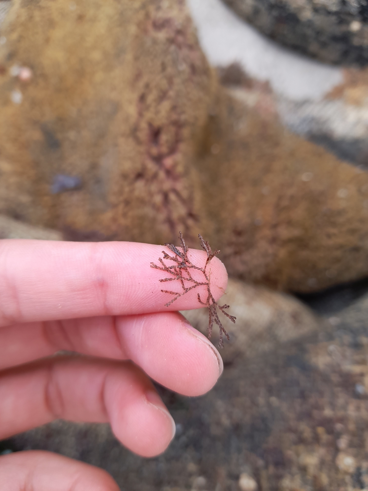 Bugula neritina (Linnaeus, 1758)