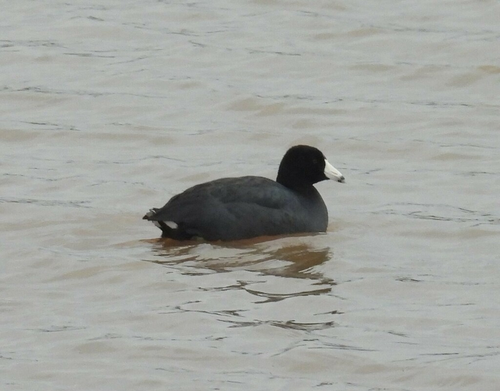 American Coot from 6th St. near Counts Dr., Colbert Co., AL, USA on ...