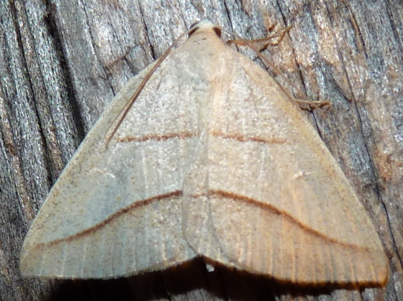 Common Petrophora Moth from Wildwood, AL 36278, USA on March 22, 2023 ...