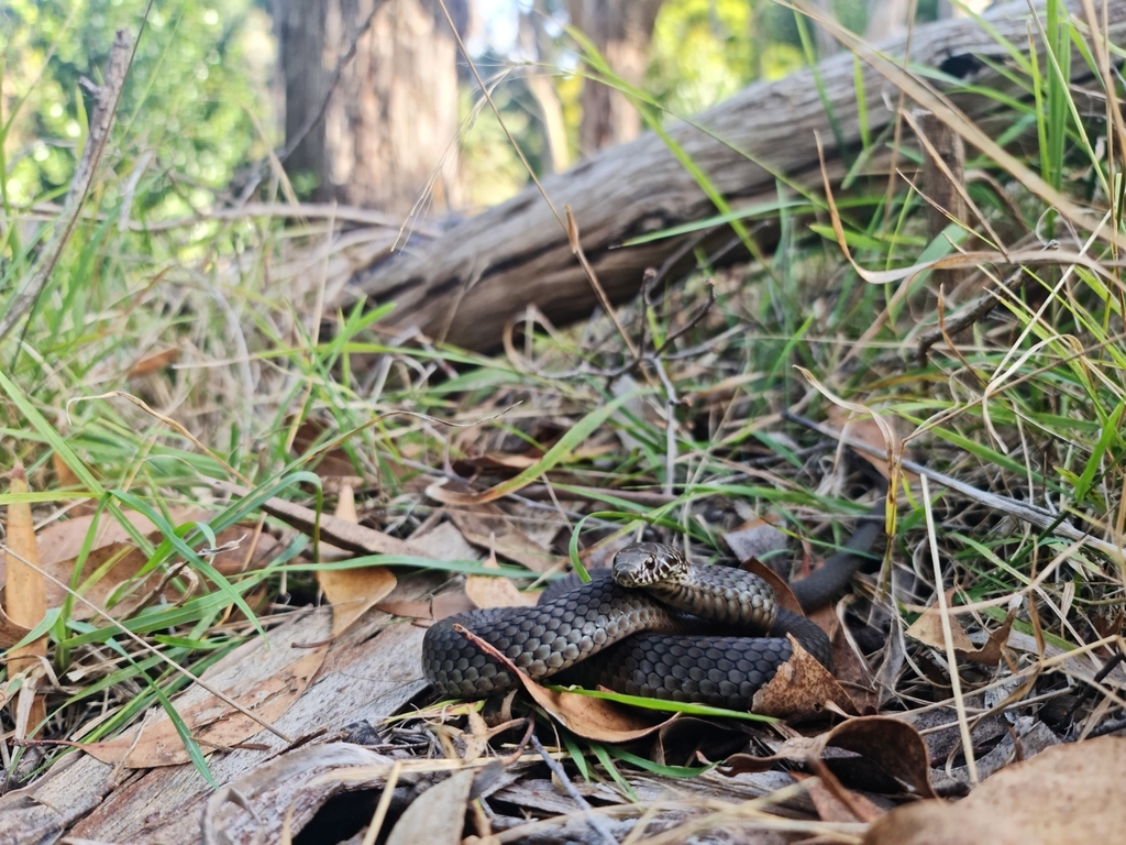 Pygmy Copperhead in March 2023 by Max Tibby · iNaturalist
