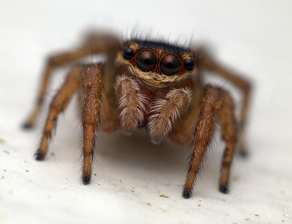 White Banded House Jumper from Kaeo, New Zealand on March 16, 2022 at ...