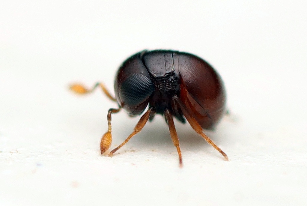 Baeus from Kaeo, New Zealand on March 19, 2022 at 10:19 AM by Tom ...