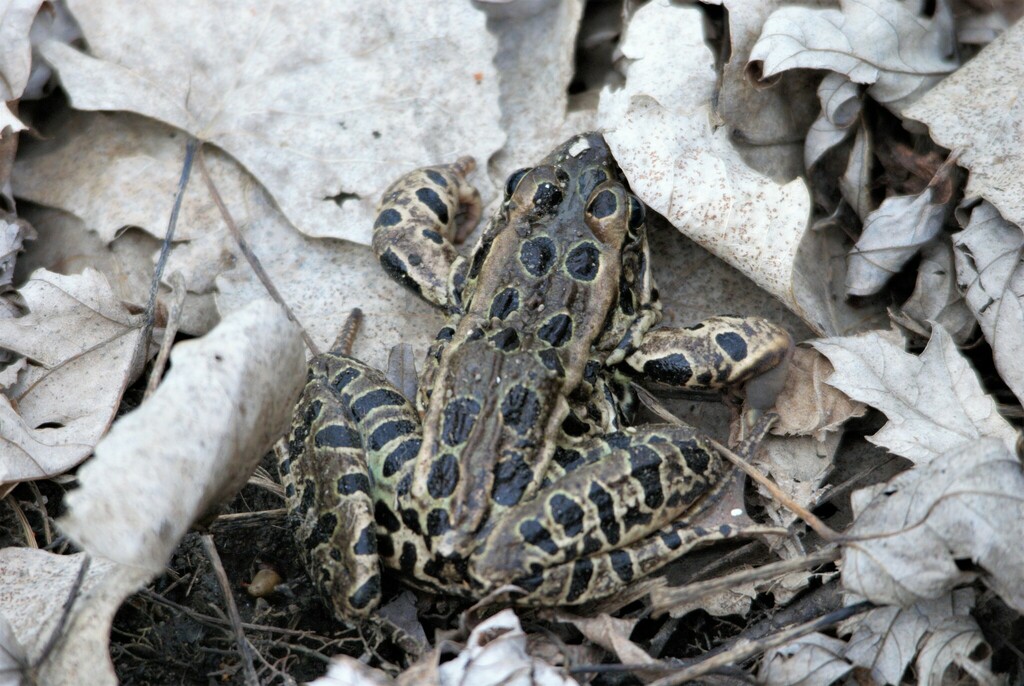 Northern Leopard Frog from Lemont, IL, USA on March 21, 2023 at 05:28 ...