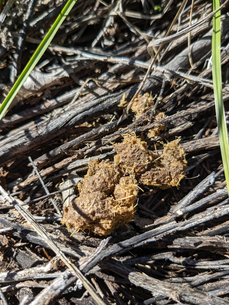 Wild Turkey from Sandia Mountain Natural History Center on October 18 ...