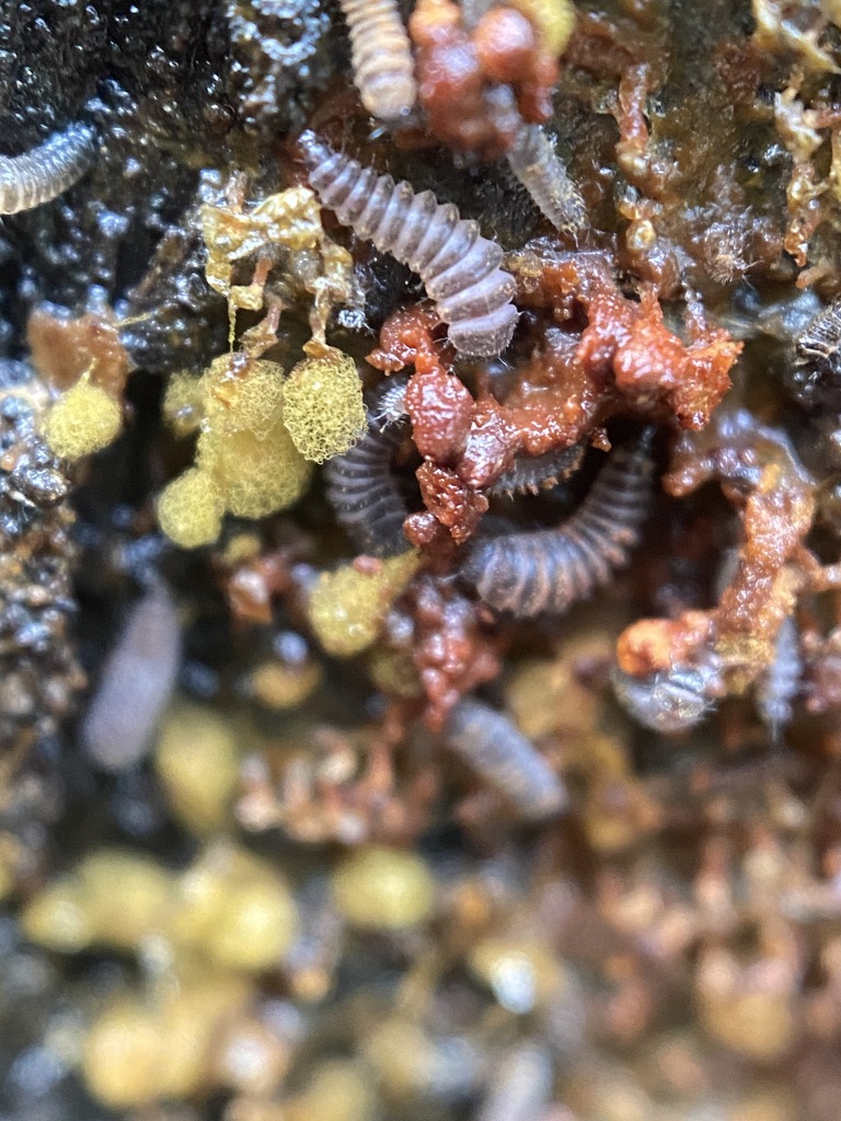 Beetles from Santa Clara County, CA, USA on March 22, 2023 at 10:30 AM ...