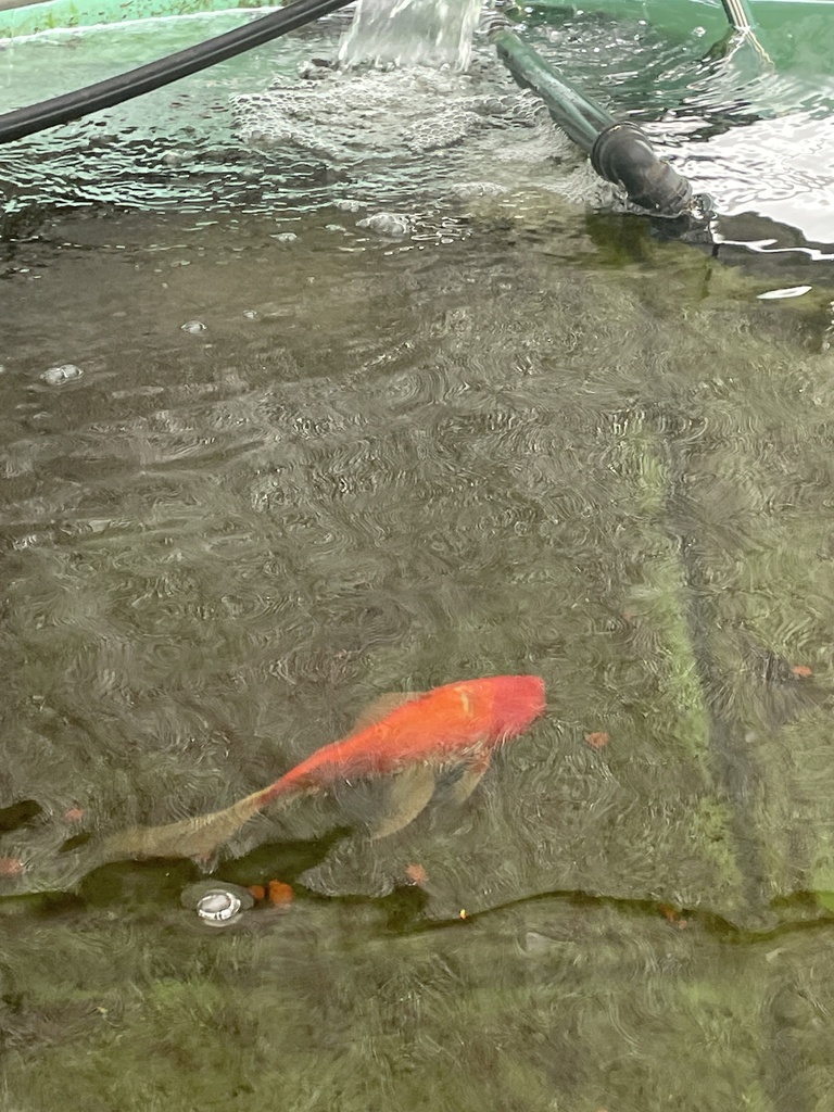 Goldfish from Margaret River, WA, AU on March 23, 2023 at 10:52 AM by ...