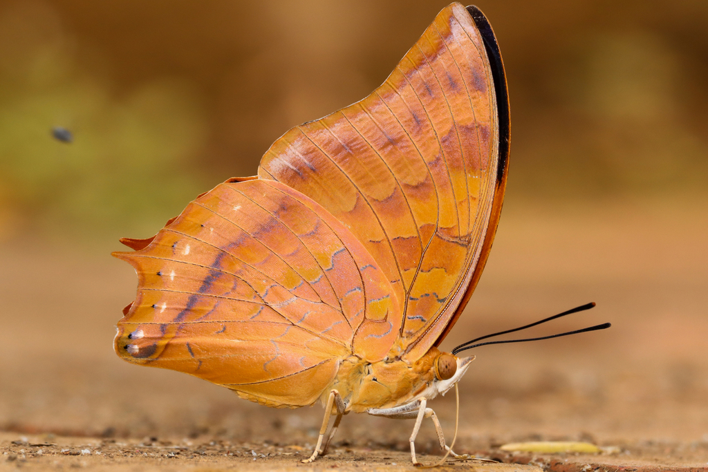 Plain Tawny Rajah (Field guide of Ovalekar Wadi Butterfly Garden ...