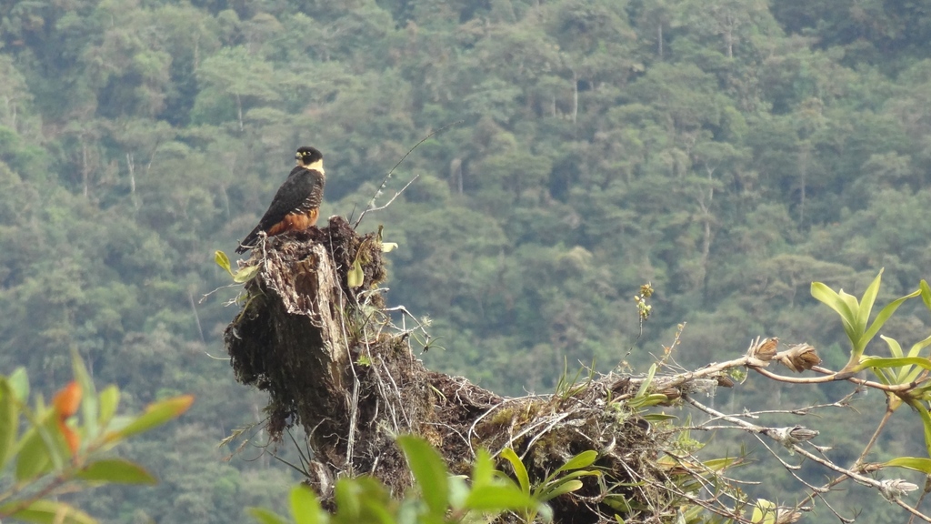 Bat Falcon from Pueblo Rico, Risaralda, Colombia on July 2, 2015 at 07: ...