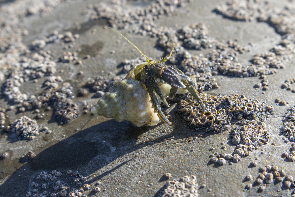 New Zealand Hermit Crab from West Coast, New Zealand on March 22, 2023 ...