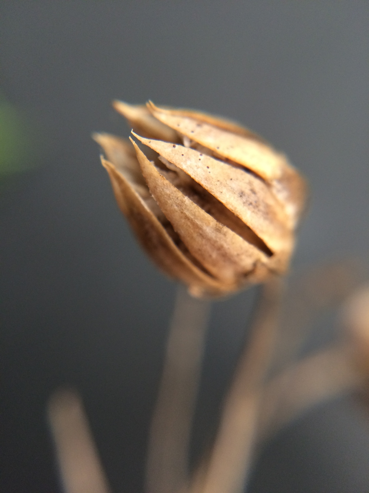 Linum monogynum G.Forst.