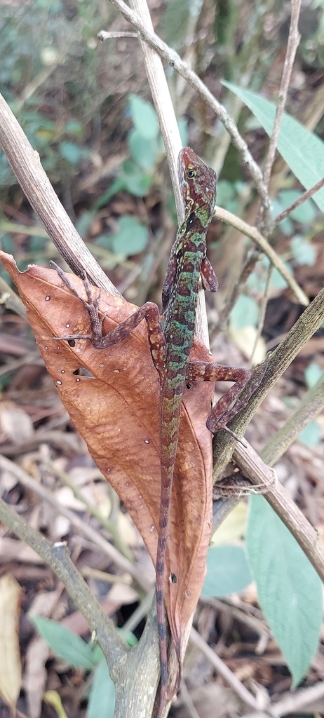 Speckled Anole in March 2023 by smiley_beaver · iNaturalist