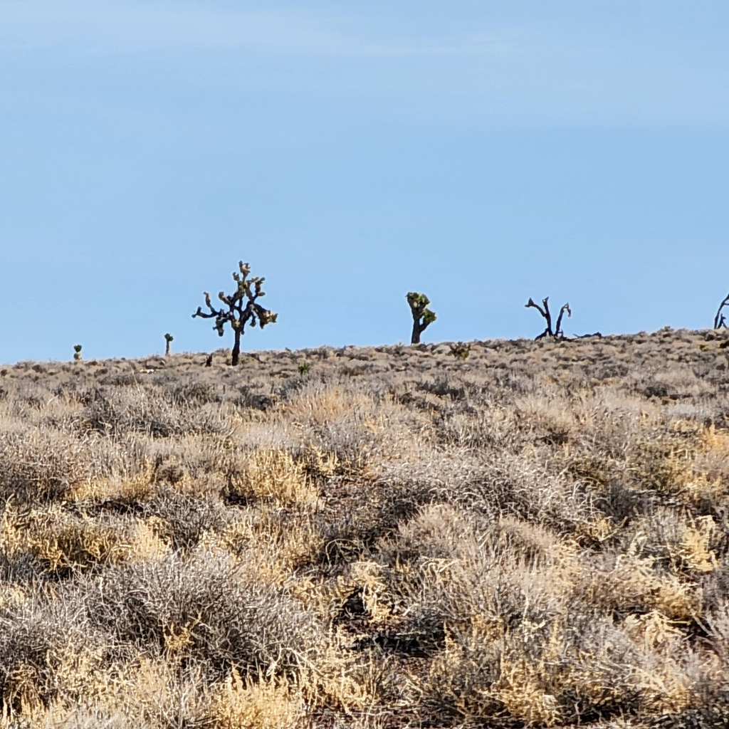 Joshua Tree from Inyo County, CA, USA on March 08, 2023 at 09:49 AM by ...
