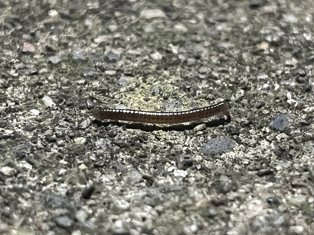 Snake Millipedes from Forest Ave, Chico, CA, US on March 22, 2023 at 08 ...