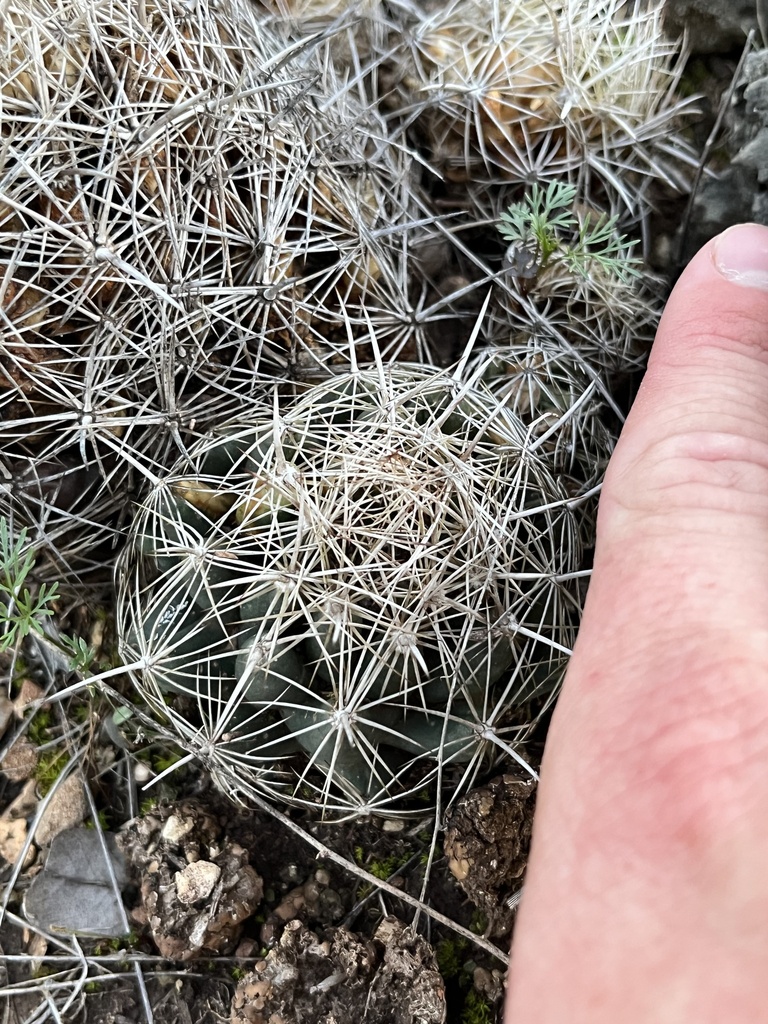 Grooved nipple cactus from Lost Maples State Natural Area, Vanderpool ...