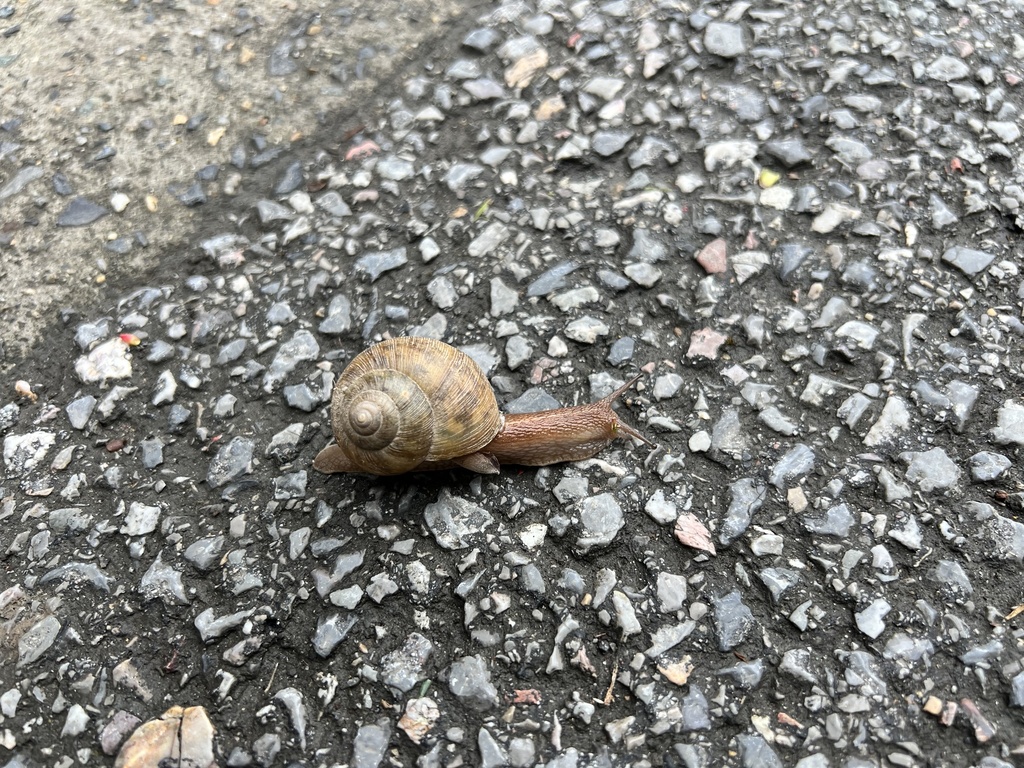 Acusta ravida from 浦东新区, 上海市, CN on March 23, 2023 at 10:27 AM by ...