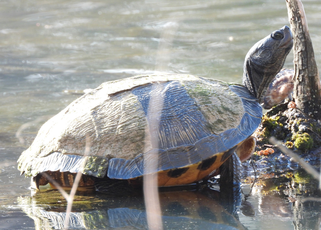 Pond Slider from Wheaton, Wheaton-Glenmont, MD, USA on March 22, 2023 ...