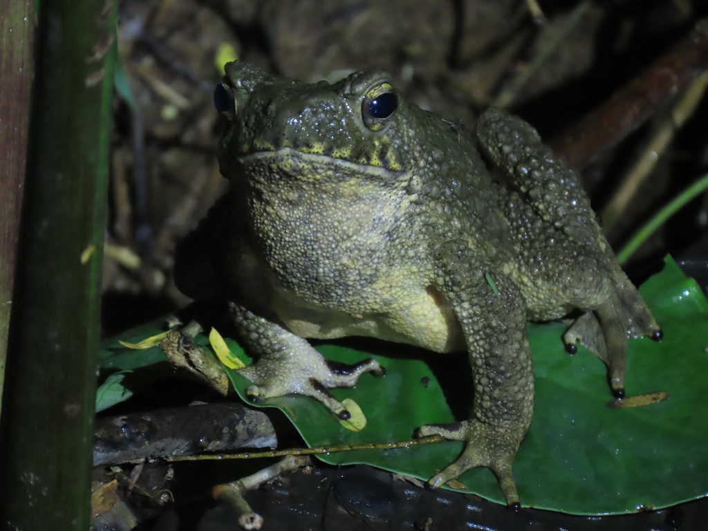 River Toad from Purworejo Regency, Central Java, Indonesia on March 18 ...