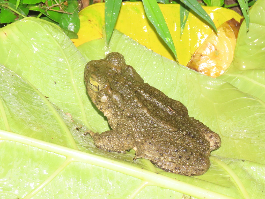 River Toad from Purworejo Regency, Central Java, Indonesia on March 18 ...