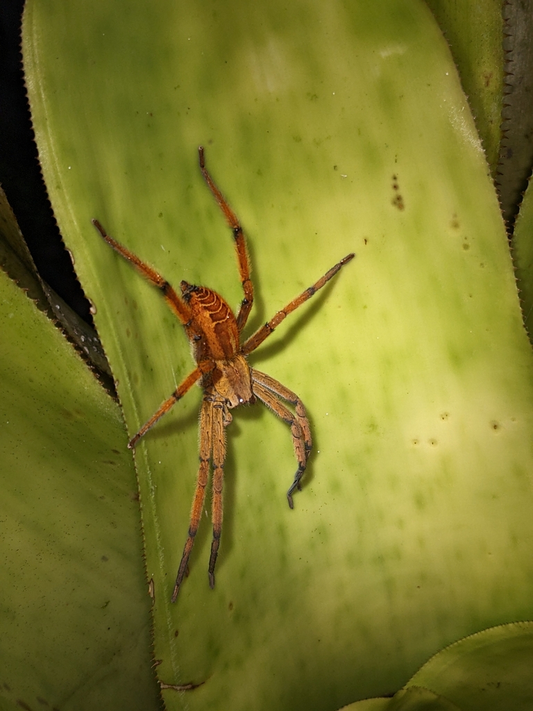 Spot-legged bromeliad spider from CXJW+FHR, Barrio Flaminia, Heredia ...