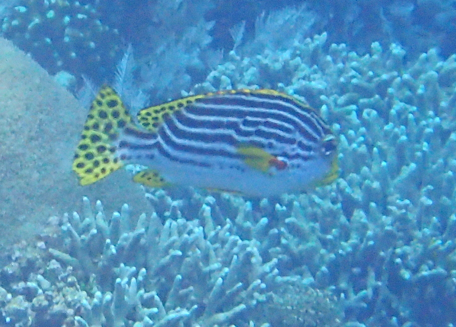 Plectorhinchus lineatus (Linnaeus, 1758)