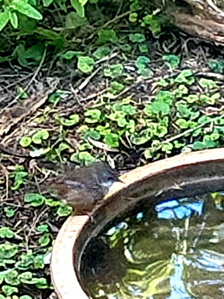 White-browed Scrubwren from Blairgowrie VIC 3942, Australia on March 23 ...