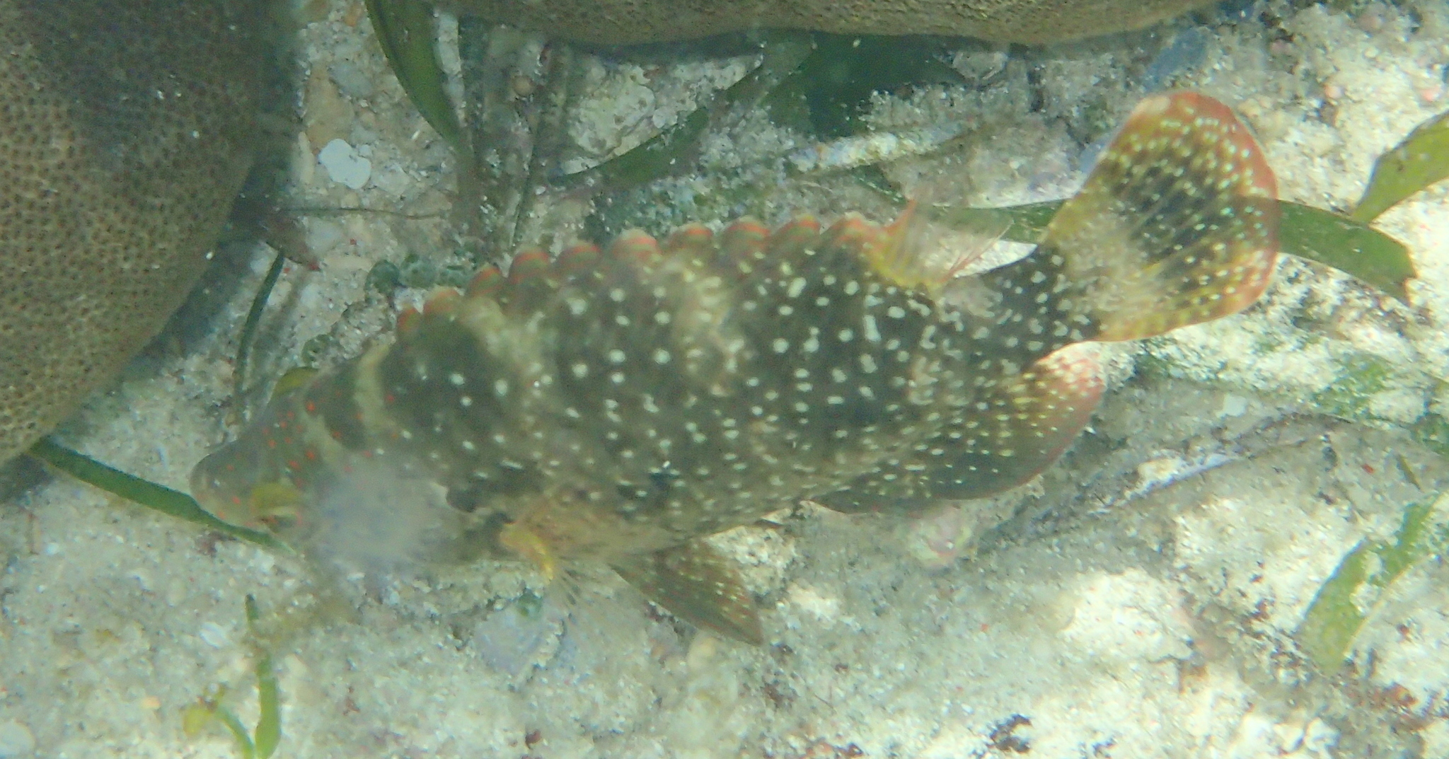 Cheilinus chlorourus (Bloch, 1791)