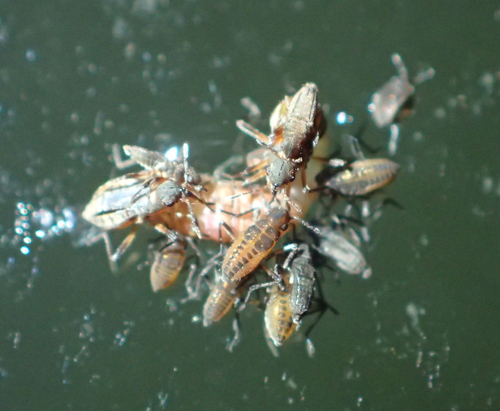 Microvelia from Manado, Manado City, North Sulawesi, Indonesia on March ...