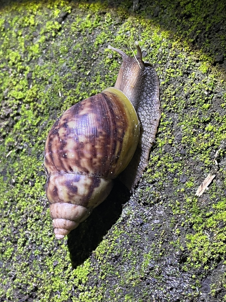 African Giant Snail from Badung Regency, Bali, Indonesia on March 4 ...