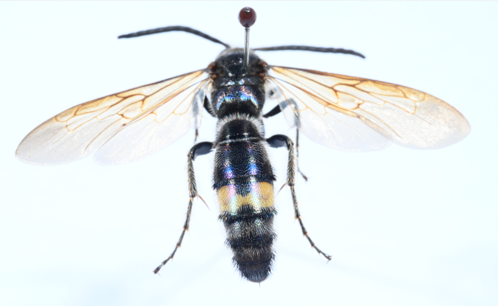 Scolia inouyei from 中国湖北省武汉市武昌区 on June 22, 2022 by yinong · iNaturalist